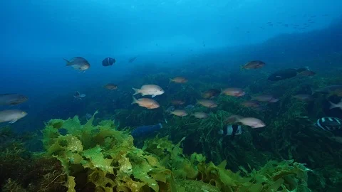 Swim Butterfly Stock Videos – Royalty-Free HD & 4K Videos | Pond5