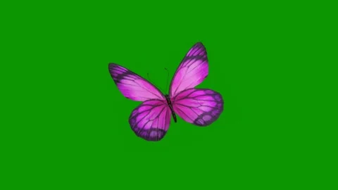 Butterfly Green Green Screen Stock Video Footage | Royalty Free ...