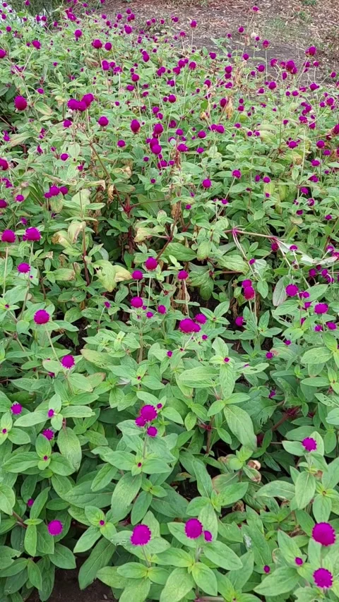 Purple Butterfly Design Stock Videos – Royalty-Free HD & 4K Videos | Pond5