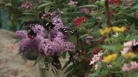 In The Santuary Stock Videos – Royalty-Free HD & 4K Videos