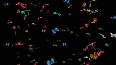 Butterfly Summer Alpha Stock Footage ~ Royalty Free Stock Videos | Pond5
