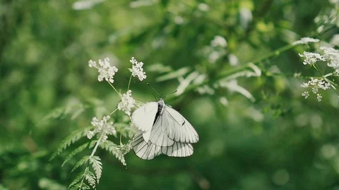 Butterfly, slow motion | Stock Video | Pond5