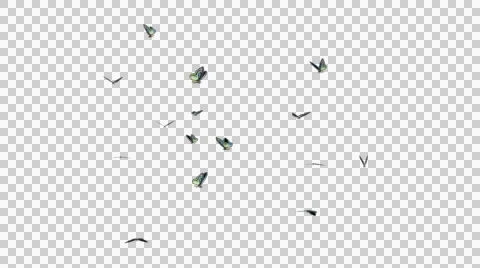 Butterfly Green Screen Stock Video Footage | Royalty Free Butterfly ...