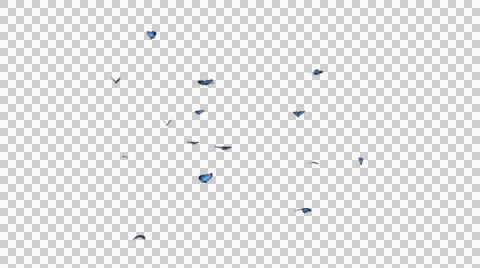 Butterfly Green Screen Stock Video Footage | Royalty Free Butterfly ...