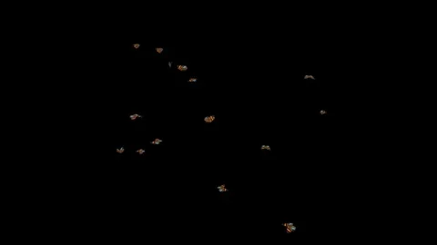 Butterfly Swarm Flying Around - Callicor... | Stock Video | Pond5