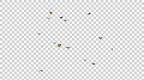 Butterfly Green Screen Stock Video Footage | Royalty Free Butterfly ...