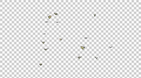 Butterfly Animation Stock Video Footage | Royalty Free Butterfly ...