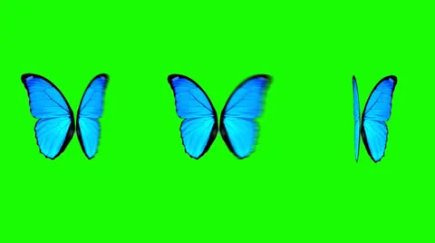 Butterfly Waving Wings in Different Spee... | Stock Video | Pond5