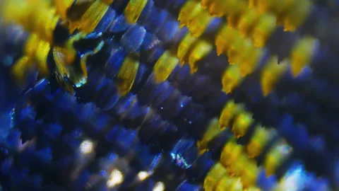 Butterfly wing under a microscope. Scaly... | Stock Video | Pond5