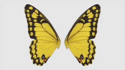 Butterfly wings – looped with alpha ch... | Stock Video | Pond5