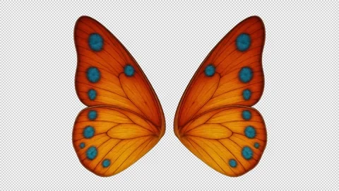 Butterfly wings – looped with alpha ch... | Stock Video | Pond5