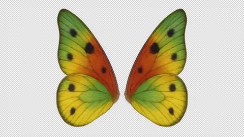 Butterfly wings – looped with alpha ch... | Stock Video | Pond5