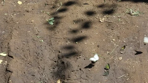 Being Chased Stock Video Footage | Royalty Free Being Chased Videos | Pond5