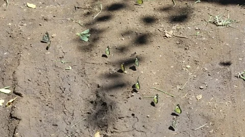 Being Chased Stock Video Footage | Royalty Free Being Chased Videos | Pond5