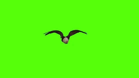 Buzzard Flying fast Green Screen Animati... | Stock Video | Pond5
