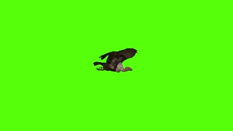 Buzzard Flying fast Green Screen Animati... | Stock Video | Pond5