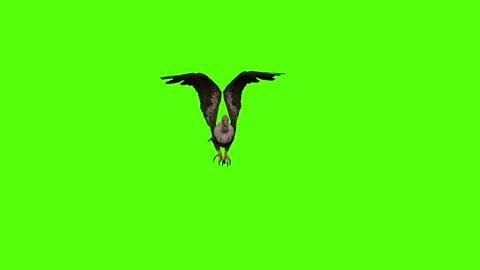Buzzard Flying Static Green Screen Anima... | Stock Video | Pond5
