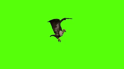 Buzzard Flying Static Green Screen Anima... | Stock Video | Pond5