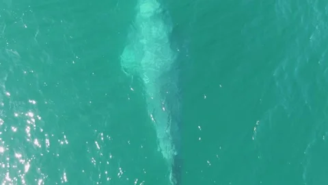 BUZZARDS BEACH EAST CAPE BCS MEXICO-2023... | Stock Video | Pond5