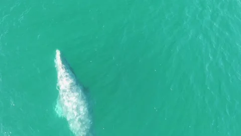 BUZZARDS BEACH EAST CAPE BCS MEXICO-2023... | Stock Video | Pond5