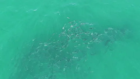 BUZZARDS BEACH EAST CAPE BCS MEXICO-2023... | Stock Video | Pond5