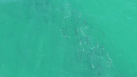 BUZZARDS BEACH EAST CAPE BCS MEXICO-2023... | Stock Video | Pond5