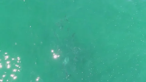 BUZZARDS BEACH EAST CAPE BCS MEXICO-2023... | Stock Video | Pond5