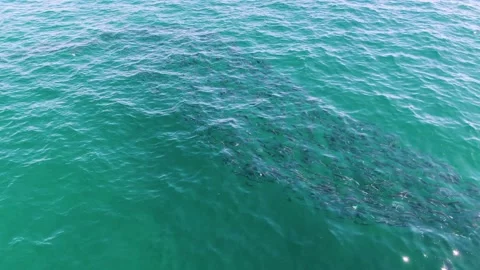 BUZZARDS BEACH EAST CAPE BCS MEXICO-2023... | Stock Video | Pond5