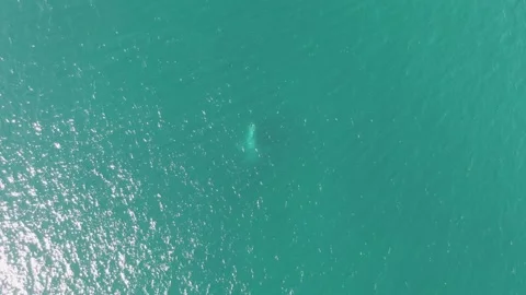 BUZZARDS BEACH EAST CAPE BCS MEXICO-2023... | Stock Video | Pond5