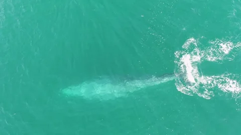 BUZZARDS BEACH EAST CAPE BCS MEXICO-2023... | Stock Video | Pond5