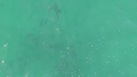 BUZZARDS BEACH EAST CAPE BCS MEXICO-2023... | Stock Video | Pond5