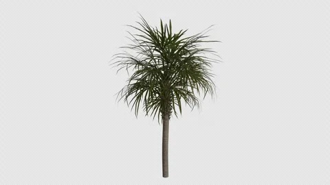 Cabbage Palm Tree blowing in the wind. A... | Stock Video | Pond5