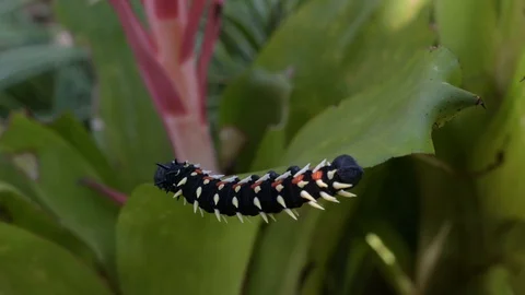 Emperor Moth Stock Video Footage | Royalty Free Emperor Moth Videos | Pond5