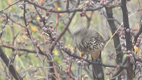 CABO PULMO BCS MEXICO-2023:A Bird Sittin... | Stock Video | Pond5