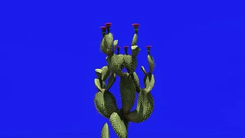 Cactus 3D Stock Footage ~ Royalty Free Stock Videos | Pond5