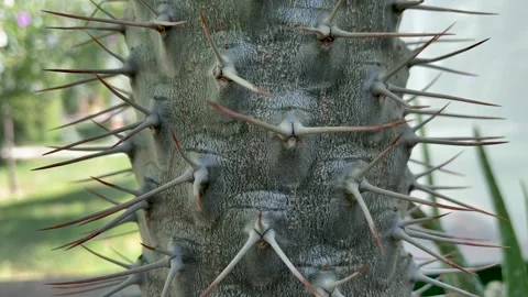 Cactus have long sharp spines all over t... | Stock Video | Pond5