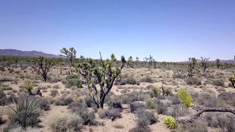 cactus tree rolling desert bushes Kali t... | Stock Video | Pond5