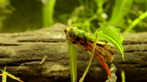 Caddisfly larva (Anabolia sp.) underwate... | Stock Video | Pond5