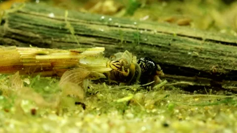 Caddisfly larva (Phryganea sp.) underwat... | Stock Video | Pond5