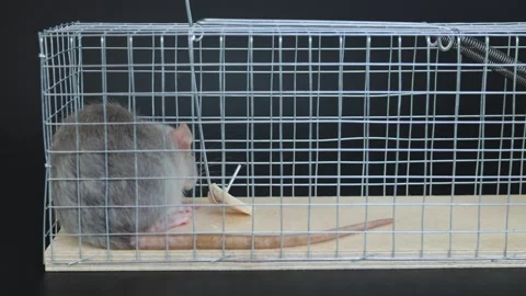 Cage for catching rats. The rodent falls... | Stock Video | Pond5