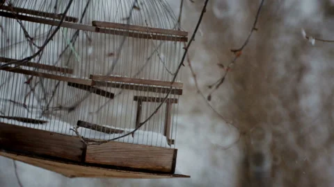 Tree Frost Cage Stock Videos – Royalty-Free HD & 4K Videos