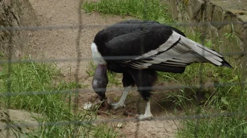 Caged Andean Condor Feeding On The Groun... | Stock Video | Pond5
