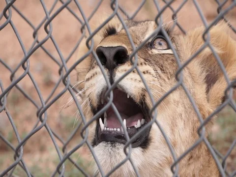 Caged Animal If Stock Videos – Royalty-Free HD & 4K Videos