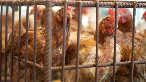 Hens In Farm Stock Videos – Royalty-Free HD & 4K Videos