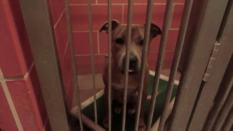 Dog Barking Pit Bull Stock Footage ~ Royalty Free Stock Videos | Pond5