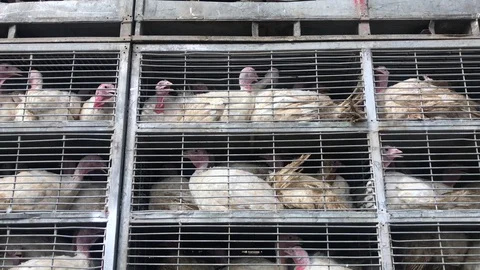 Caged Turkeys transported in the back of... | Stock Video | Pond5