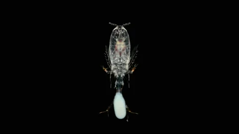Calanoid copepod, Family Corycaeidae und... | Stock Video | Pond5