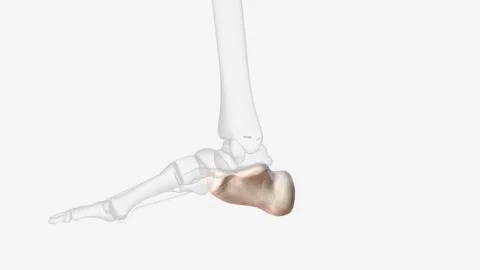 The calcaneus (heel bone) is the largest... | Stock Video | Pond5