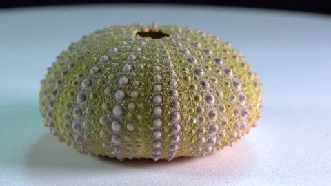 Sea Shell Stock Video Footage | Royalty Free Sea Shell Videos | Pond5