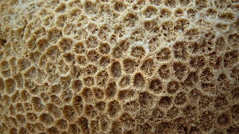 Calcareous skeleton of dead corals. Red ... | Stock Video | Pond5